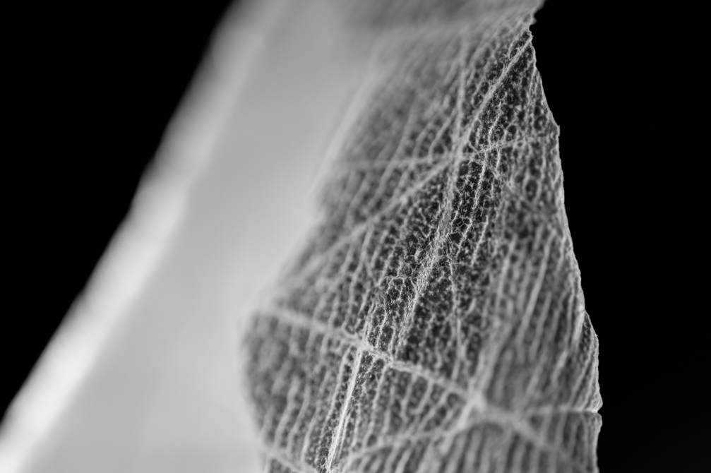 Culminating Work by CCA Students